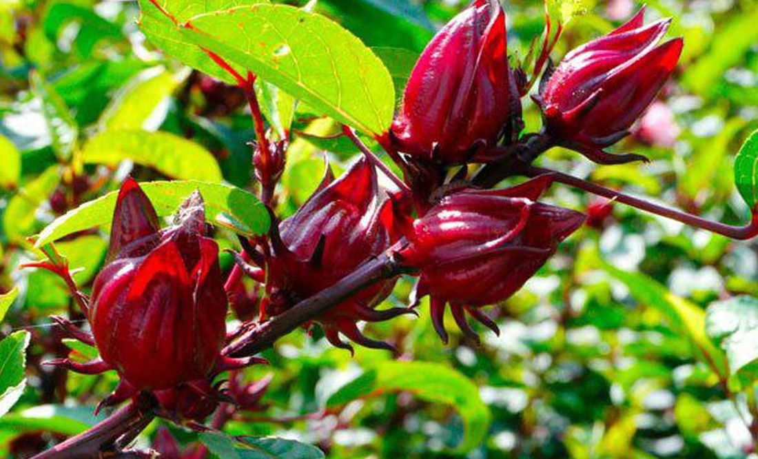 Manual Tecnico De Cultivo De Jamaica InfoAgronomo, 49% OFF Manual Tecnico De Cultivo De Jamaica InfoAgronomo, 49% OFF