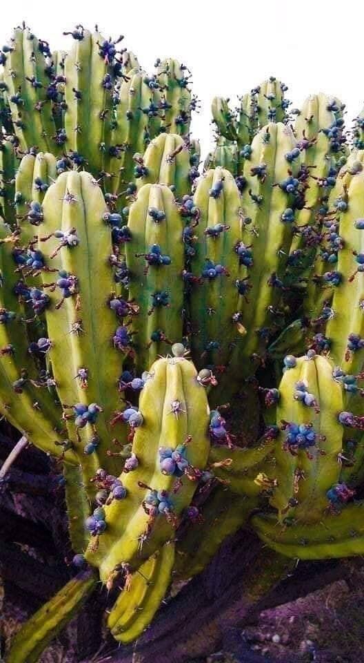 Estas plantas con propiedades medicinales son endémicas de Puebla ...