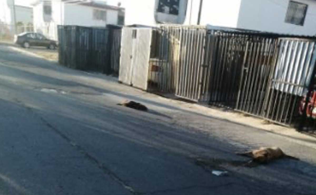 Denuncian envenenamiento masivo de perros en Castillotla | El Universal Puebla