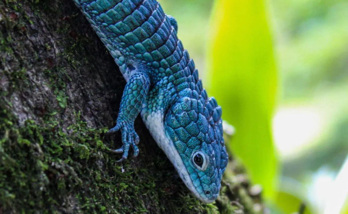 Dragoncito azul, la exótica especie que vive en Puebla y está en ...