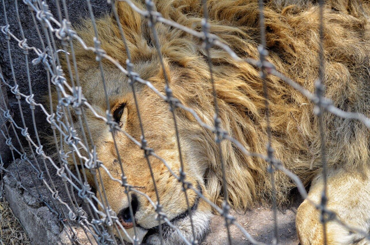 La triste historia de Fleck, el león que se ahorcó en el parque donde ...