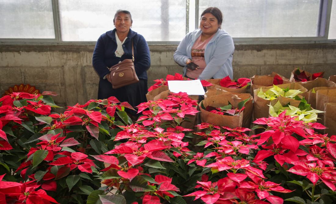 Tenango de las Flores, segundo productor estatal de Nochebuena | El ...