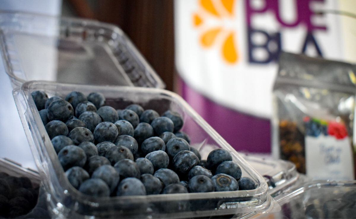 TEMPORADA DE BLUEBERRY | El Universal Puebla