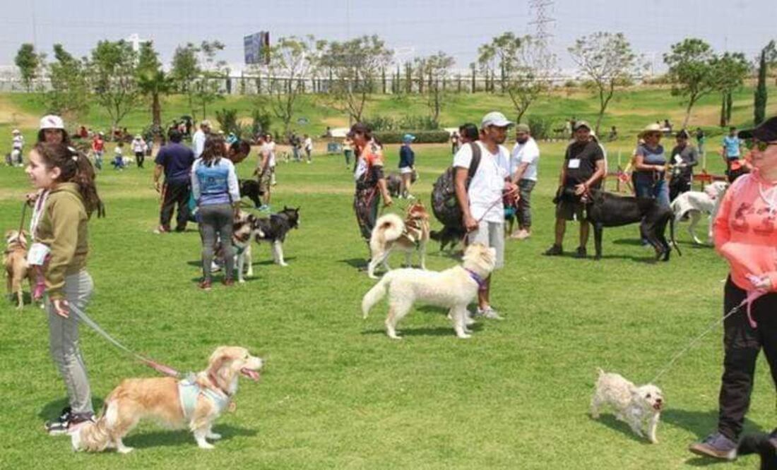 Dog Fest: todos los detalles para irte de fiesta con tu mascota | El ...