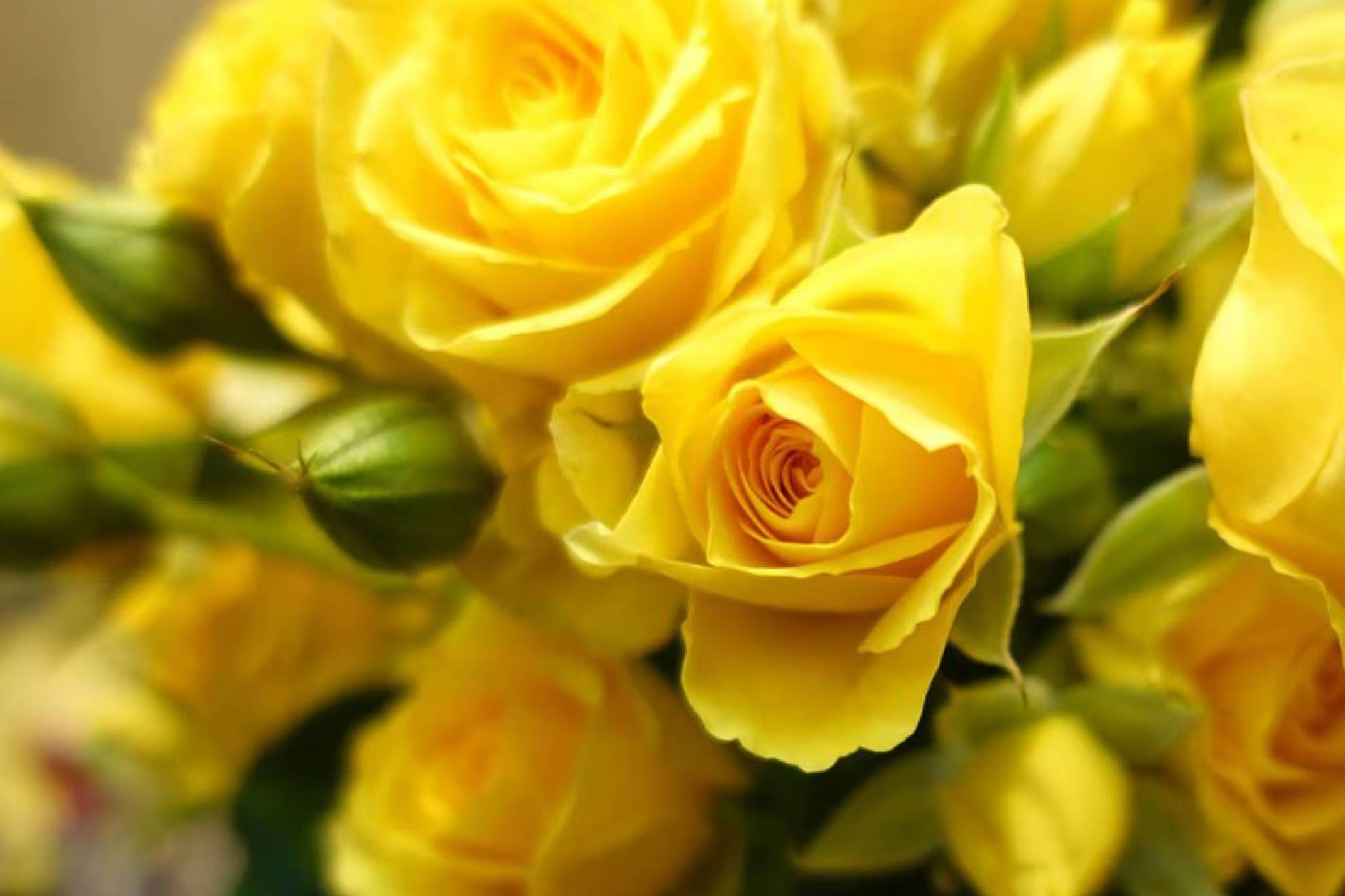 Estas Son Las Mejores Frases Para Acompañar Tus Flores Amarillas Hoy 21