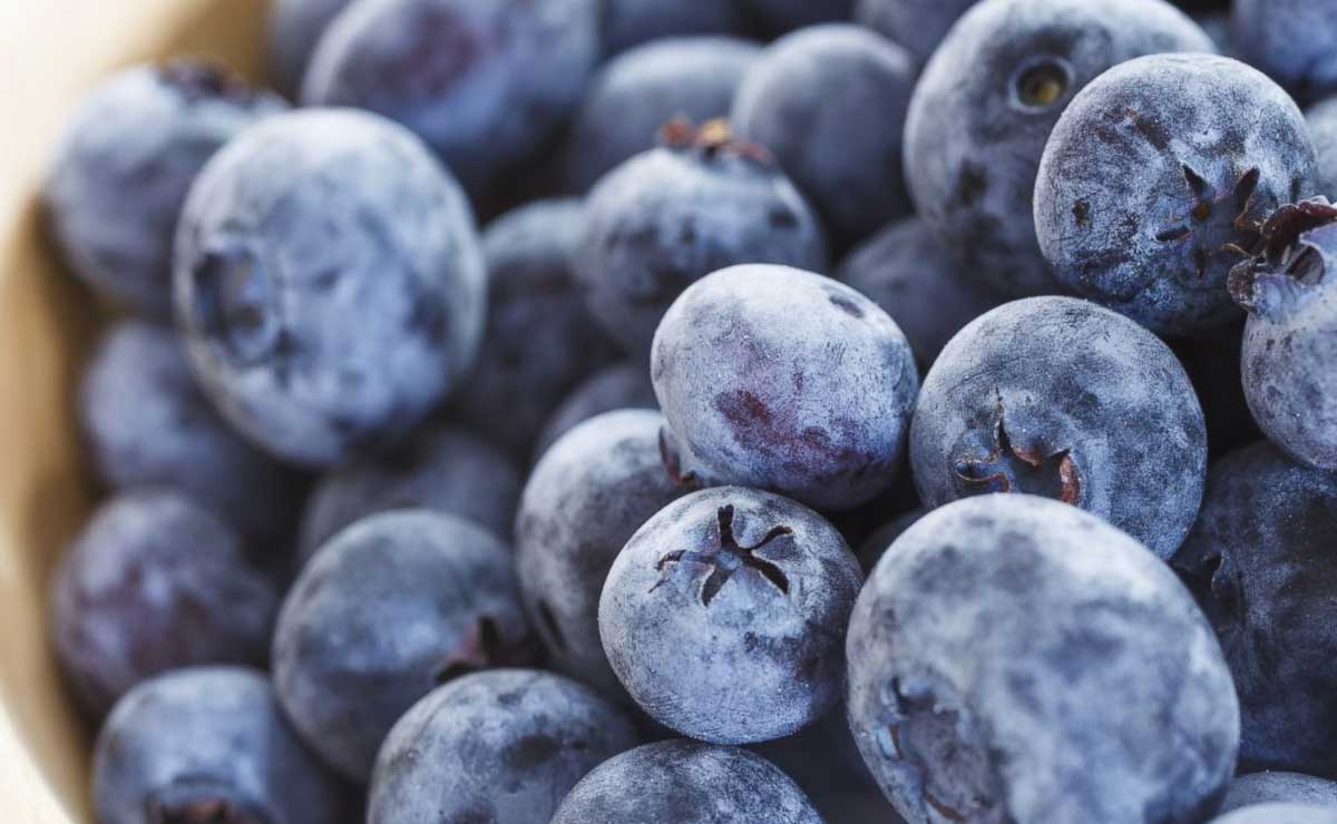 Conoce la nueva ruta de blueberries en Zacatlán y vive una experiencia ...