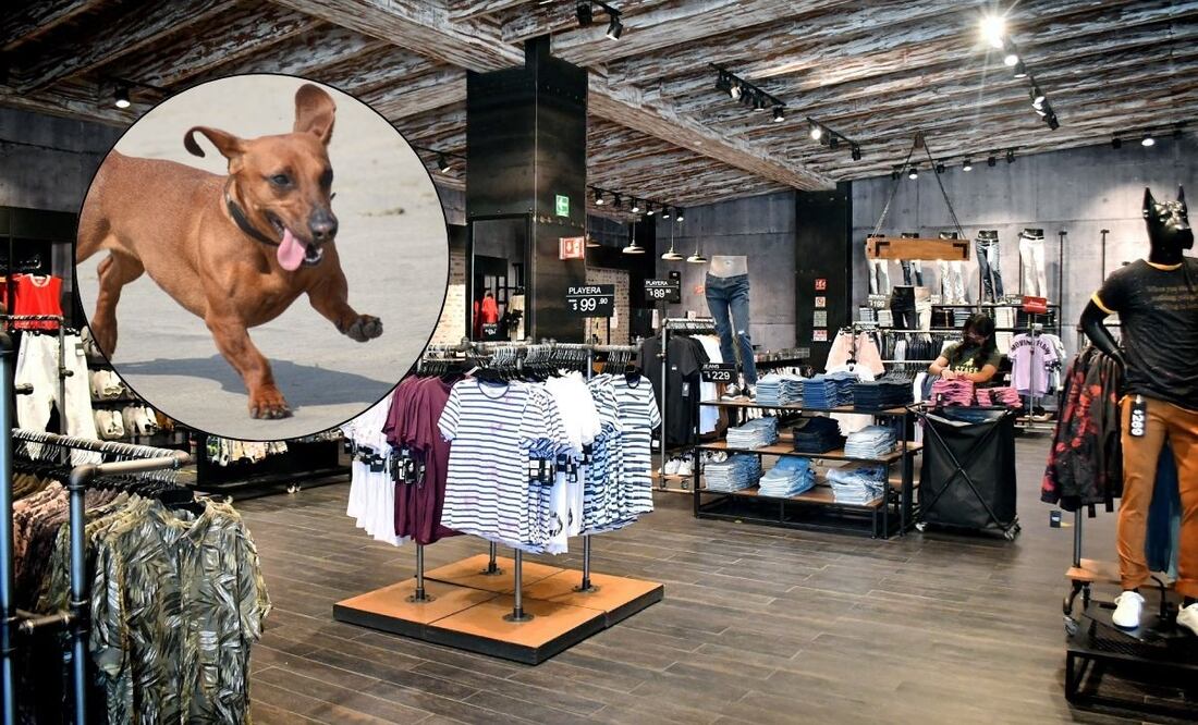 Tienda De Ropa Le Hace Honor A Su Nombre Y Cuida A Los Perros El